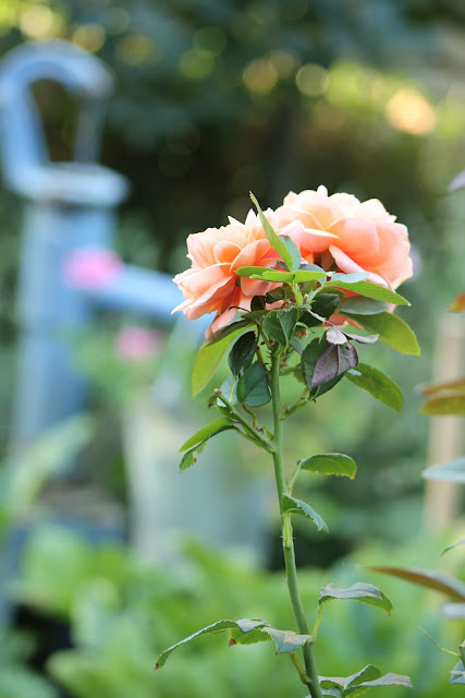 Blue Hortensia: Vrtna raskoš kasnog ljeta...
