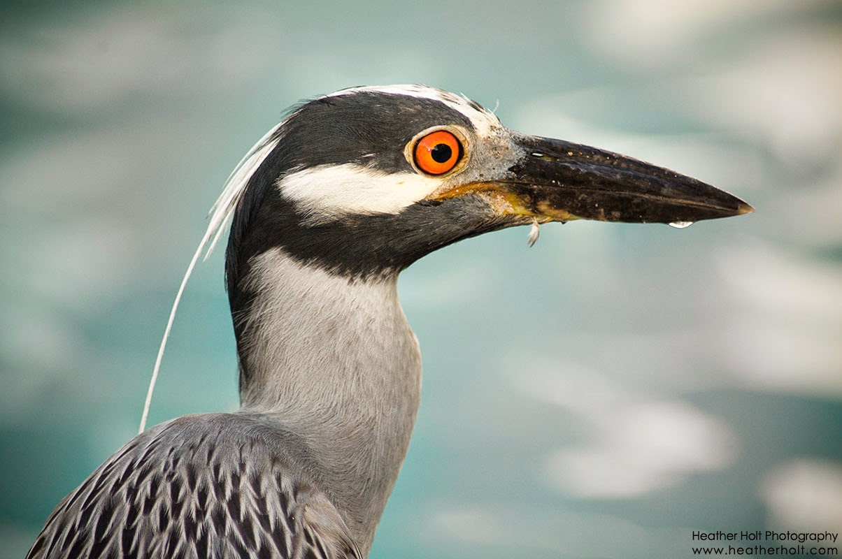 SILVER SANDS: Birds in Paradise