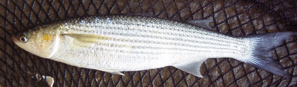 How To Fish For Mullet