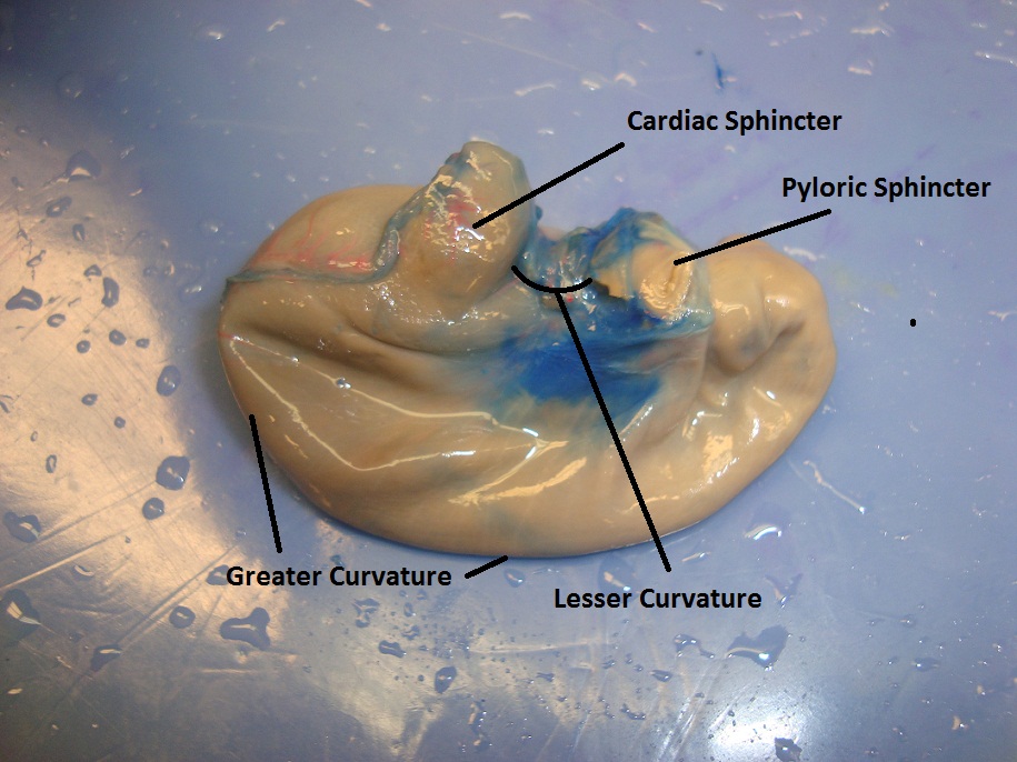Pig Dissection: Day 2 - Digestive System