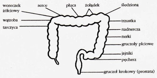 UZDROWICIELE BIOTERAPIA AKUPRESURA ZIOŁOLECZNICTWO EGZORCYZMY ...