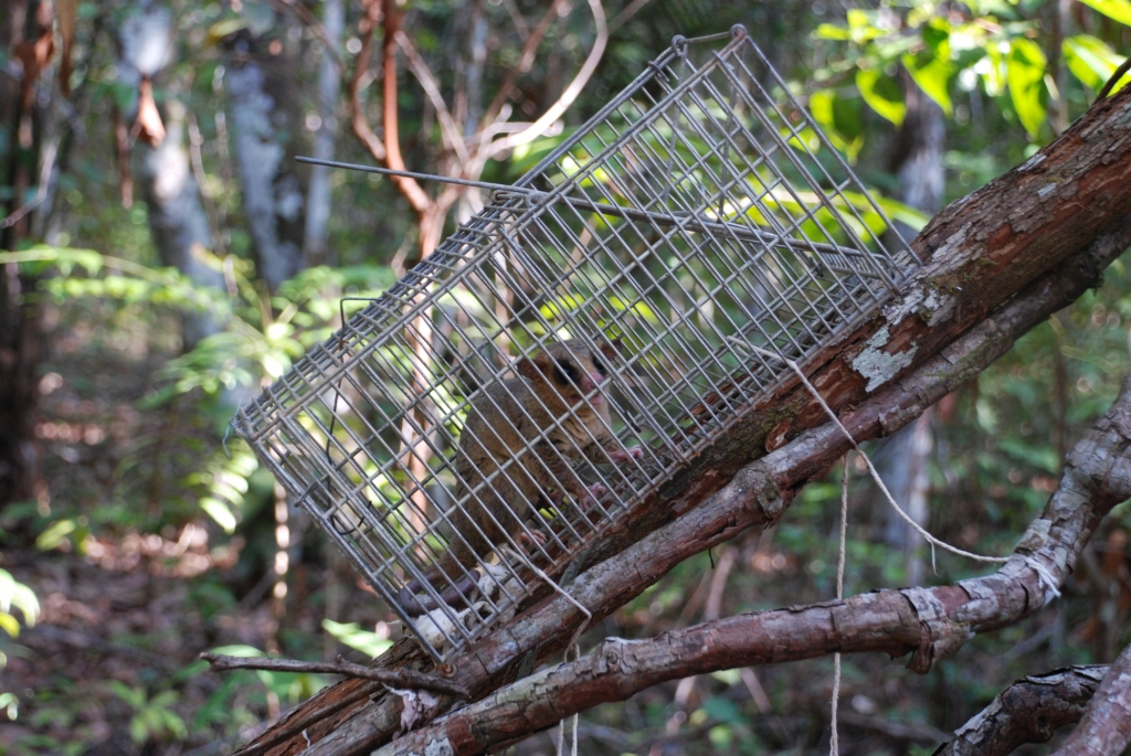 TÉCINACAS DE CAMPO COM MAMÍFEROS: Armadilhas Sherman e Tomahawk