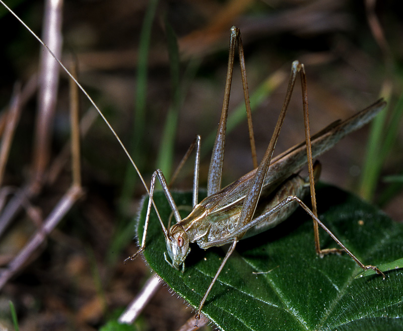 Hacia un lugar salvaje: Ortopteros
