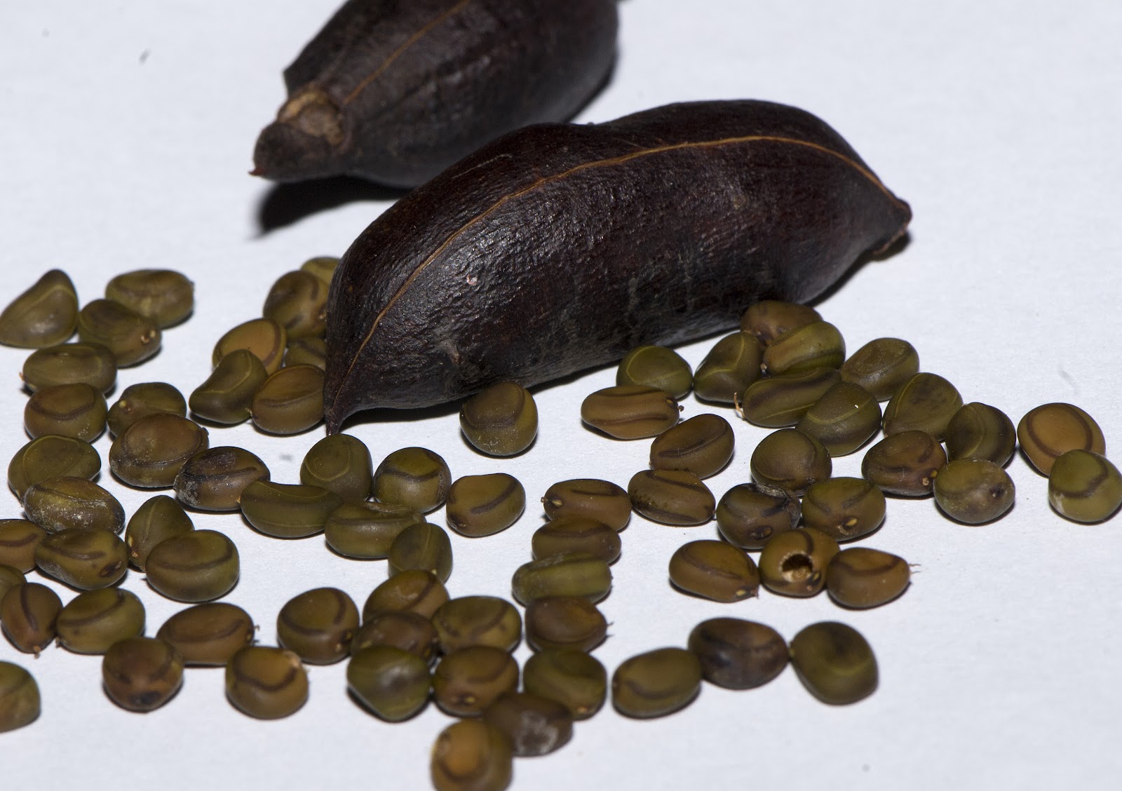 FOTOGRAFIAS DE LA FLORA AUTOCTONA DEL URUGUAY: ESPINILLO