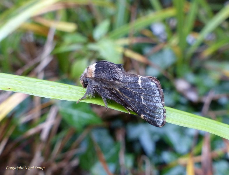 East Sussex Wanderer: December Moth