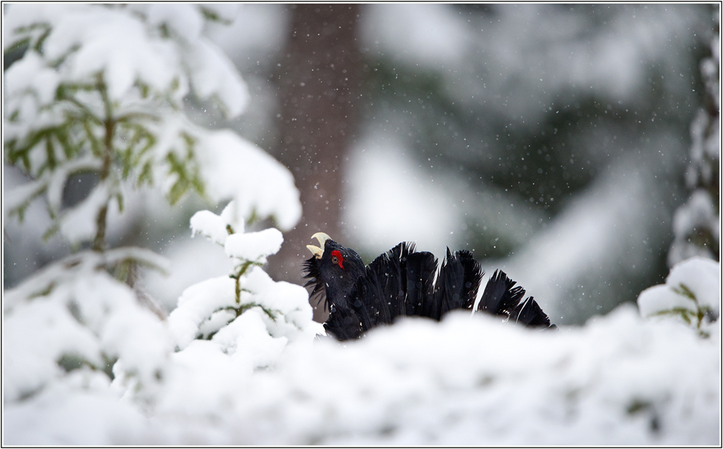 TOM DYRING WILDPHOTO / NN: TIUR MED HJELP FRA OVEN / CAPERCAILLIES WITH ...