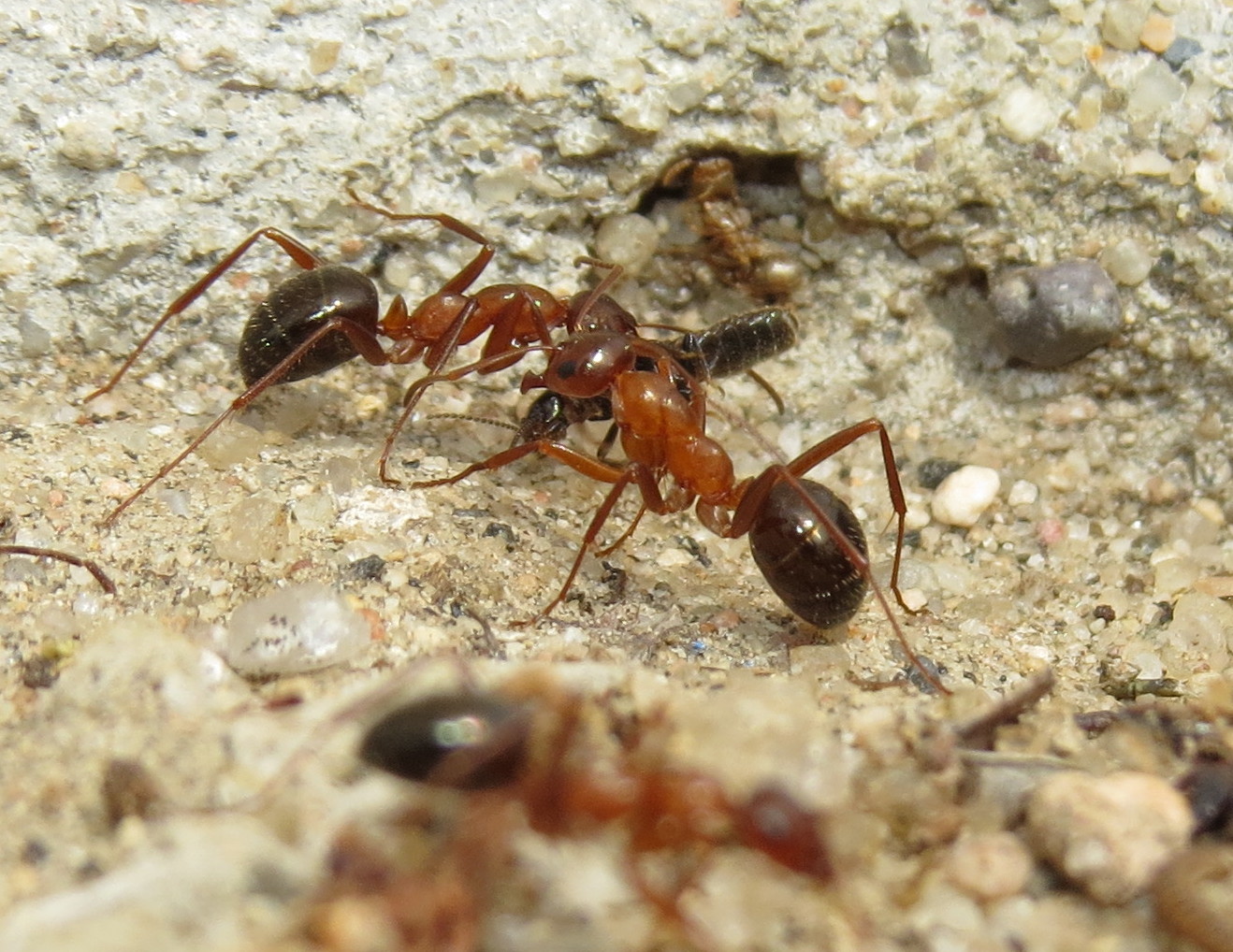 Bug Eric: Predator and Prey: Ants versus Termites