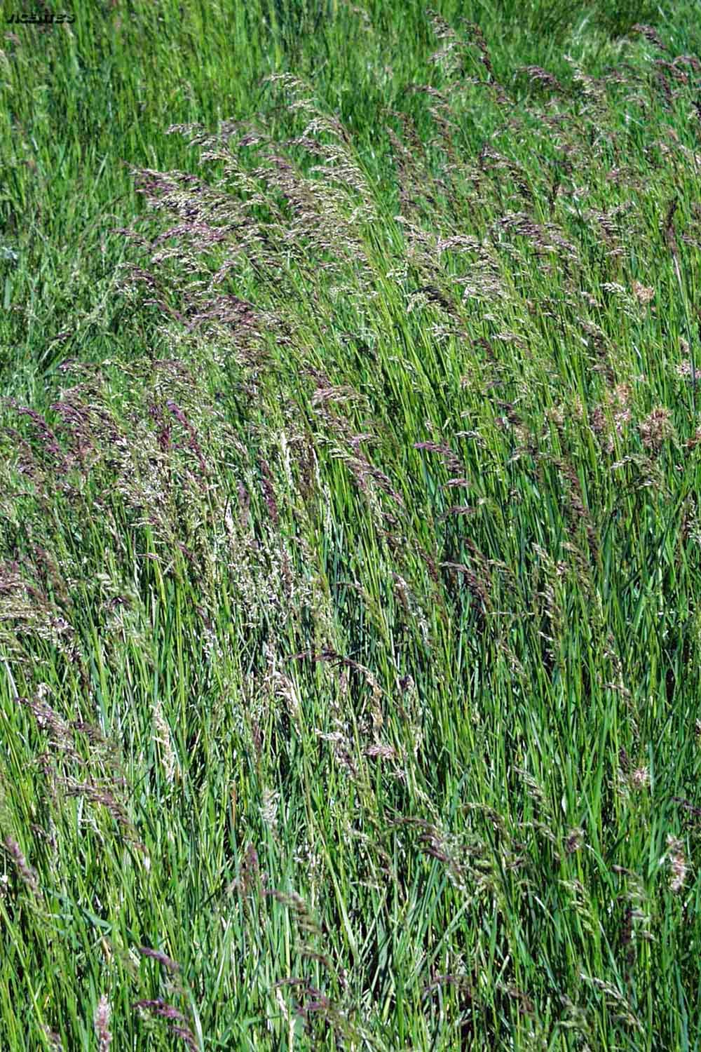 Las flores silvestres de Hormaza: Festuca rubra