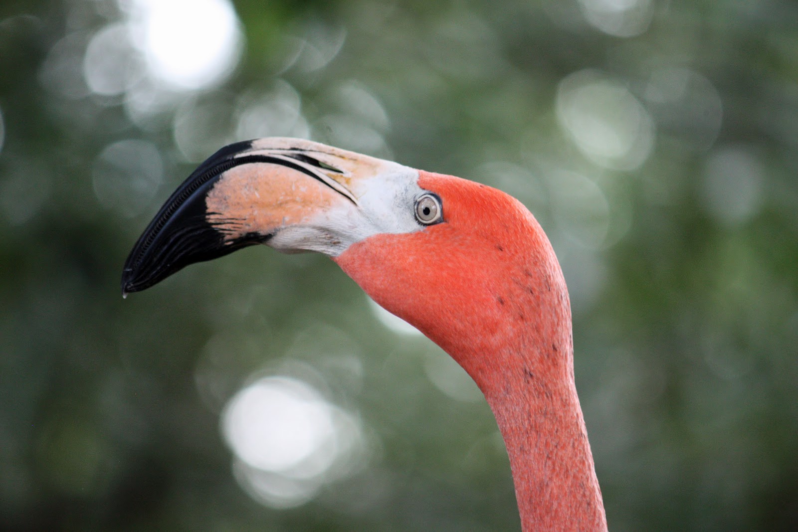 Round The Bend: Flamingos: At The Columbus Zoo