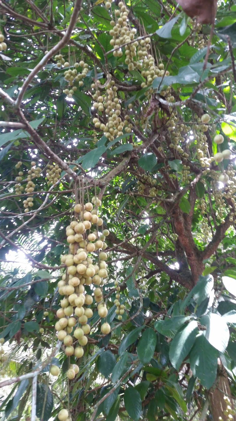 Warisan Petani: Buah Rambai.