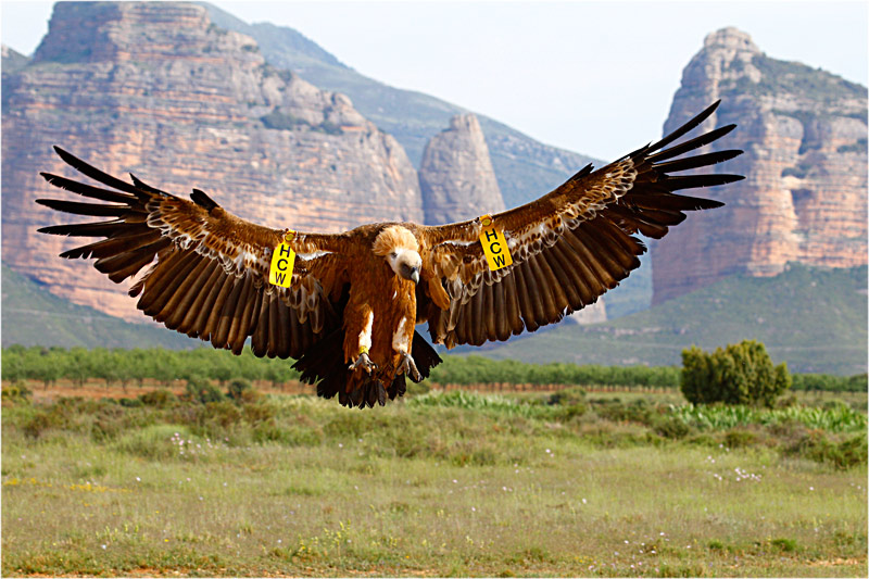 FOTO NATURA HUESCA 2: EL VUELO DEL BUITRE