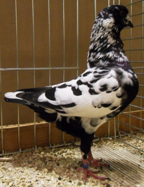 German Modena pigeons ( Deutscher Modeneser ) - Pigeons fall