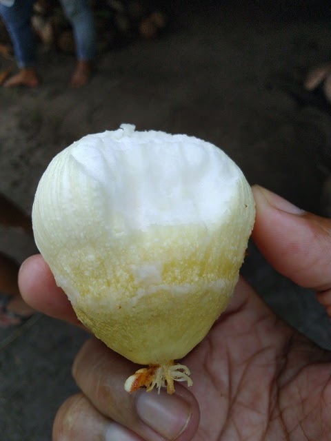 Kandungan Gizi Kentos: Si Bolu dalam Kelapa Tua