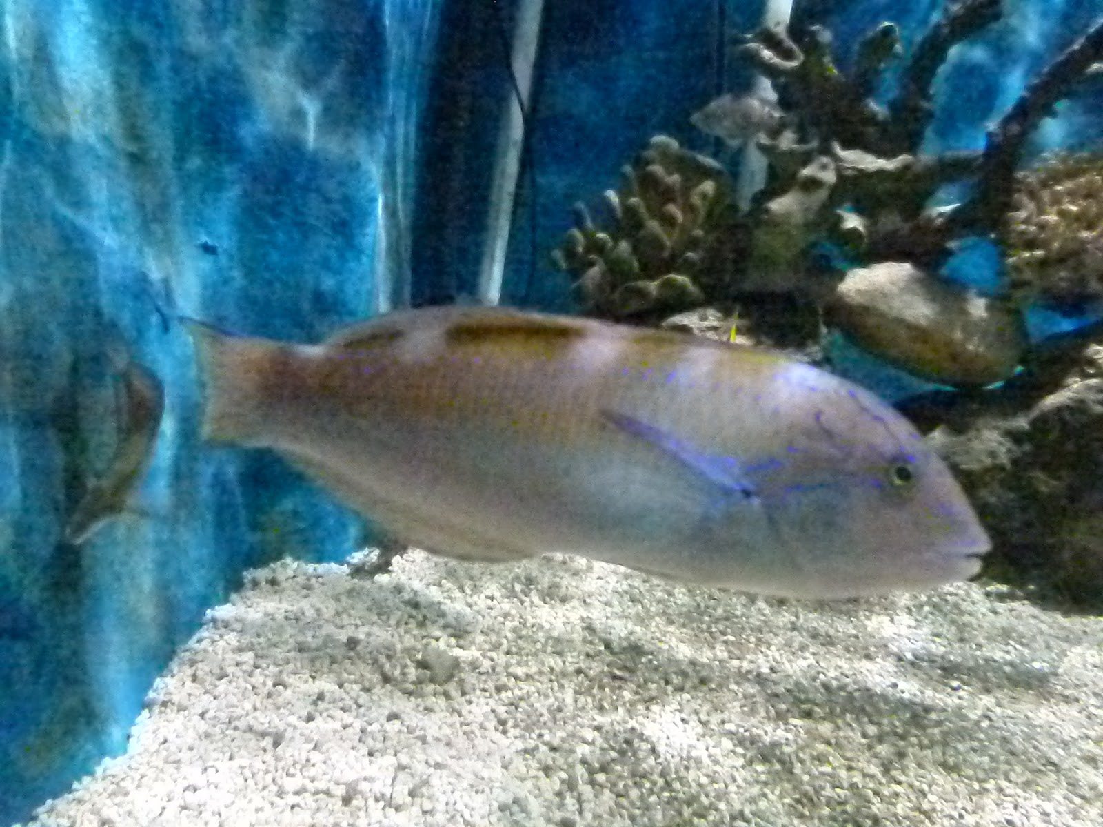 Visit Key West: Key West aquarium