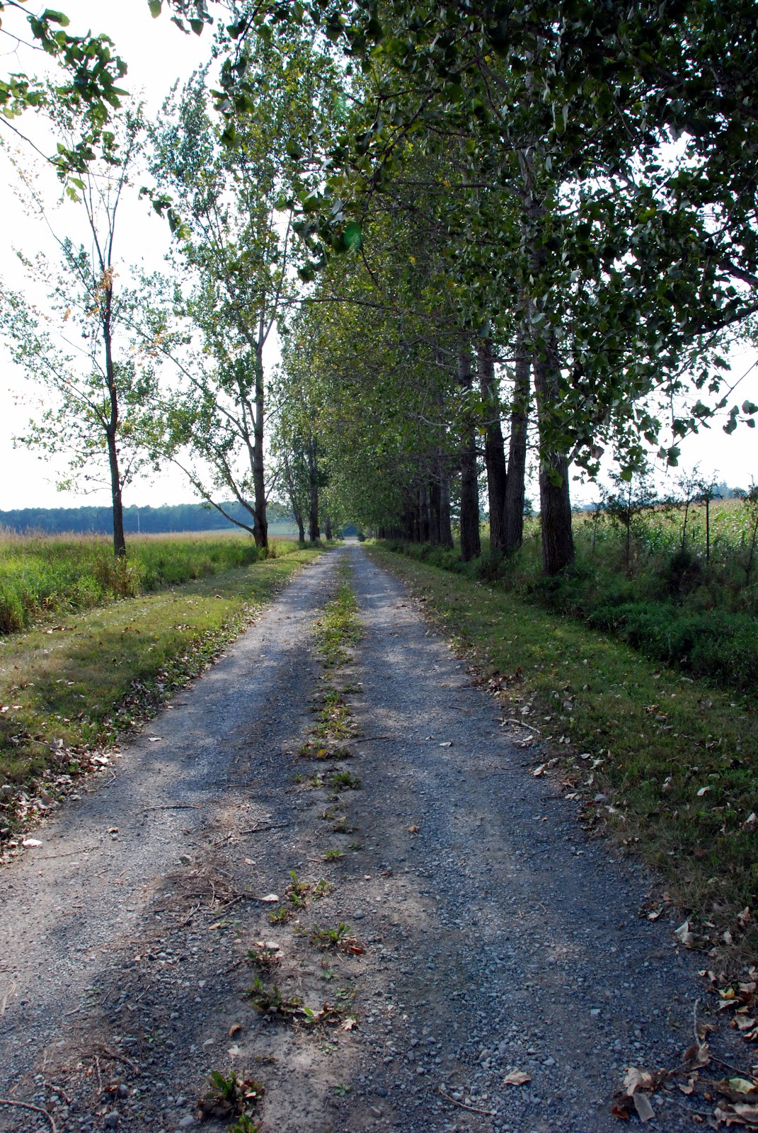 Awen Farm: Awen Farm