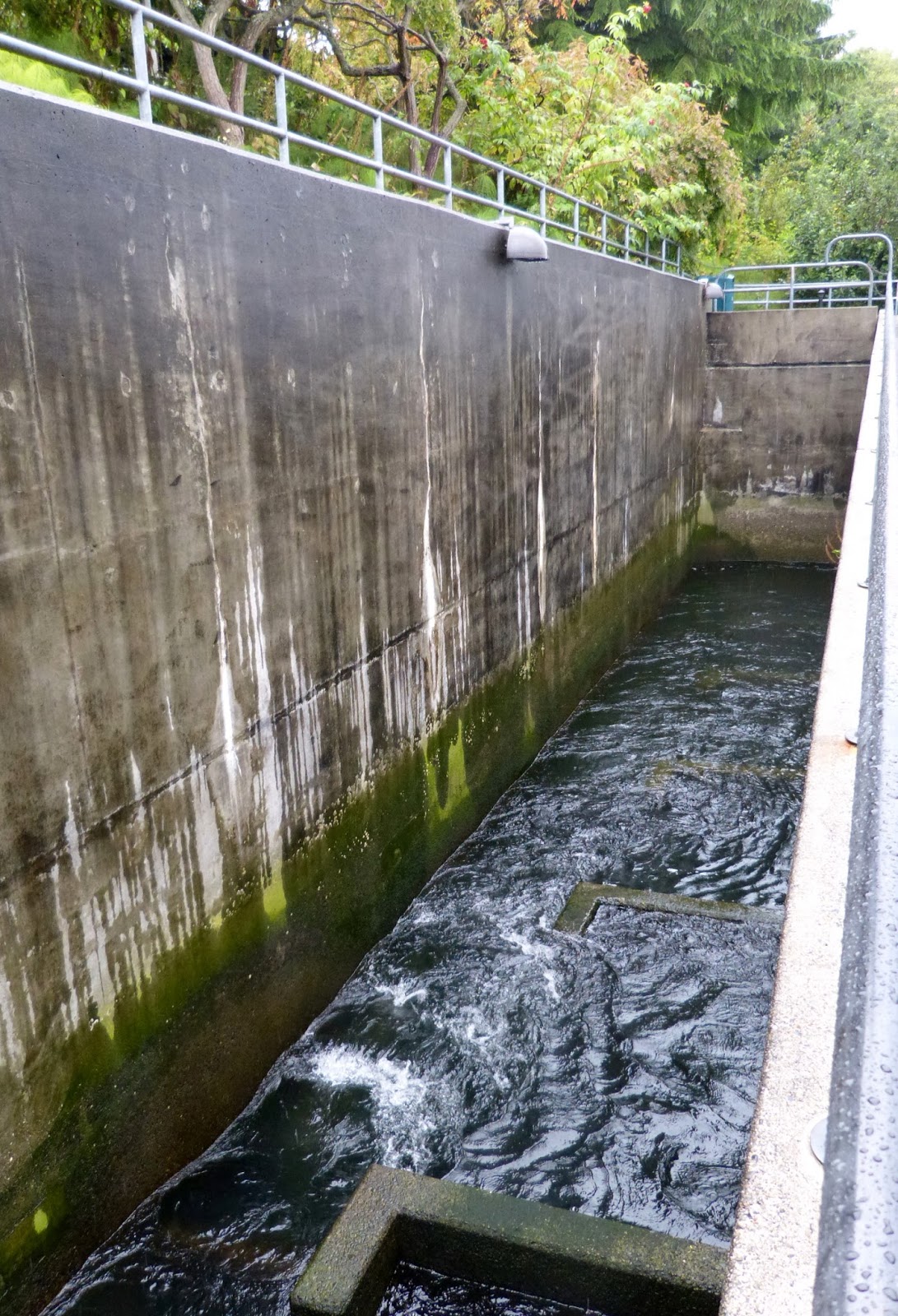 Ray's Retirement: Seattle - the fish ladder