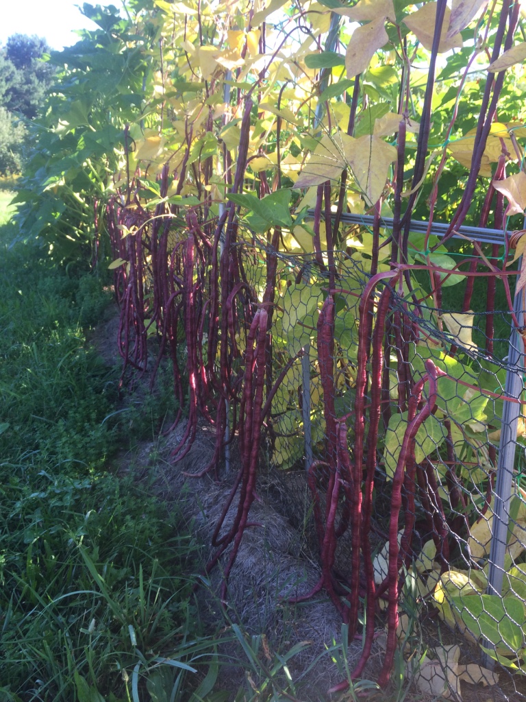 Saving Fossils with Sunlight: Bean Tunnel: Growing Four Months
