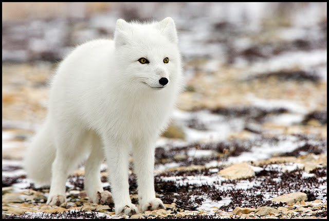 6 Spesies Rubah yang menawan yang Harus Anda Ketahui - SEGALA FAKTA