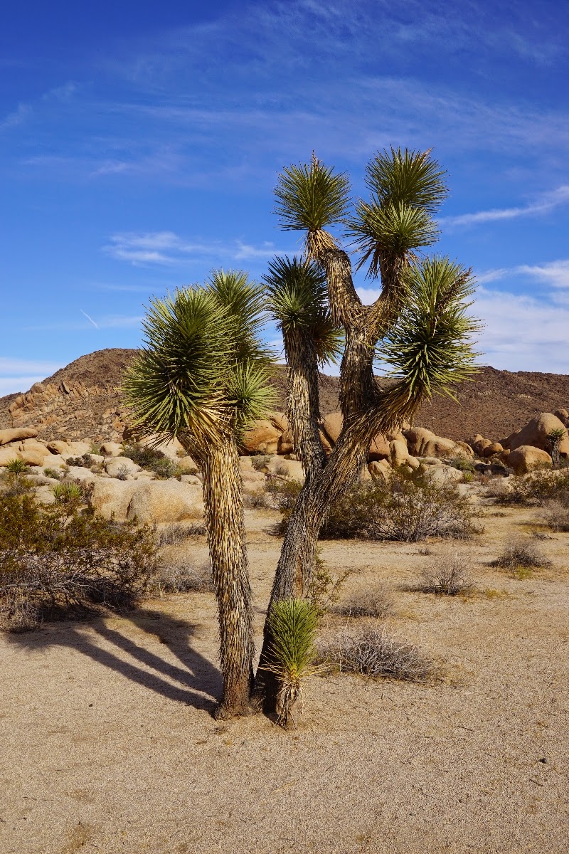 CSUS Praktikum: San Diego - Tijuana Mexiko - Joshua Tree National Park