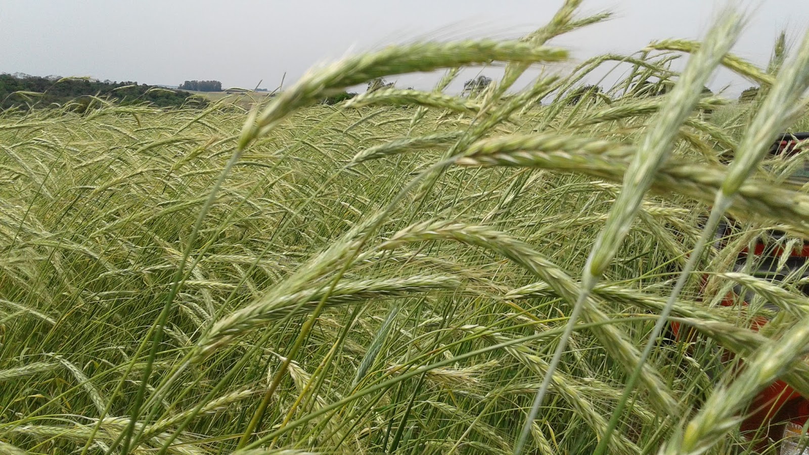 AGRICULTURA NO BRASIL: Plantio do Centeio