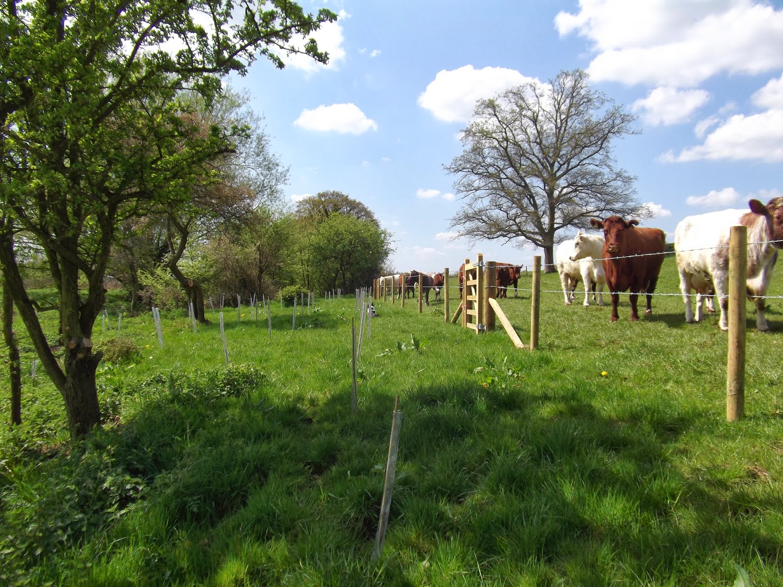 Leam Catchment Partnership: FREE TREE PLANTING FOR RIVERBANK AREAS