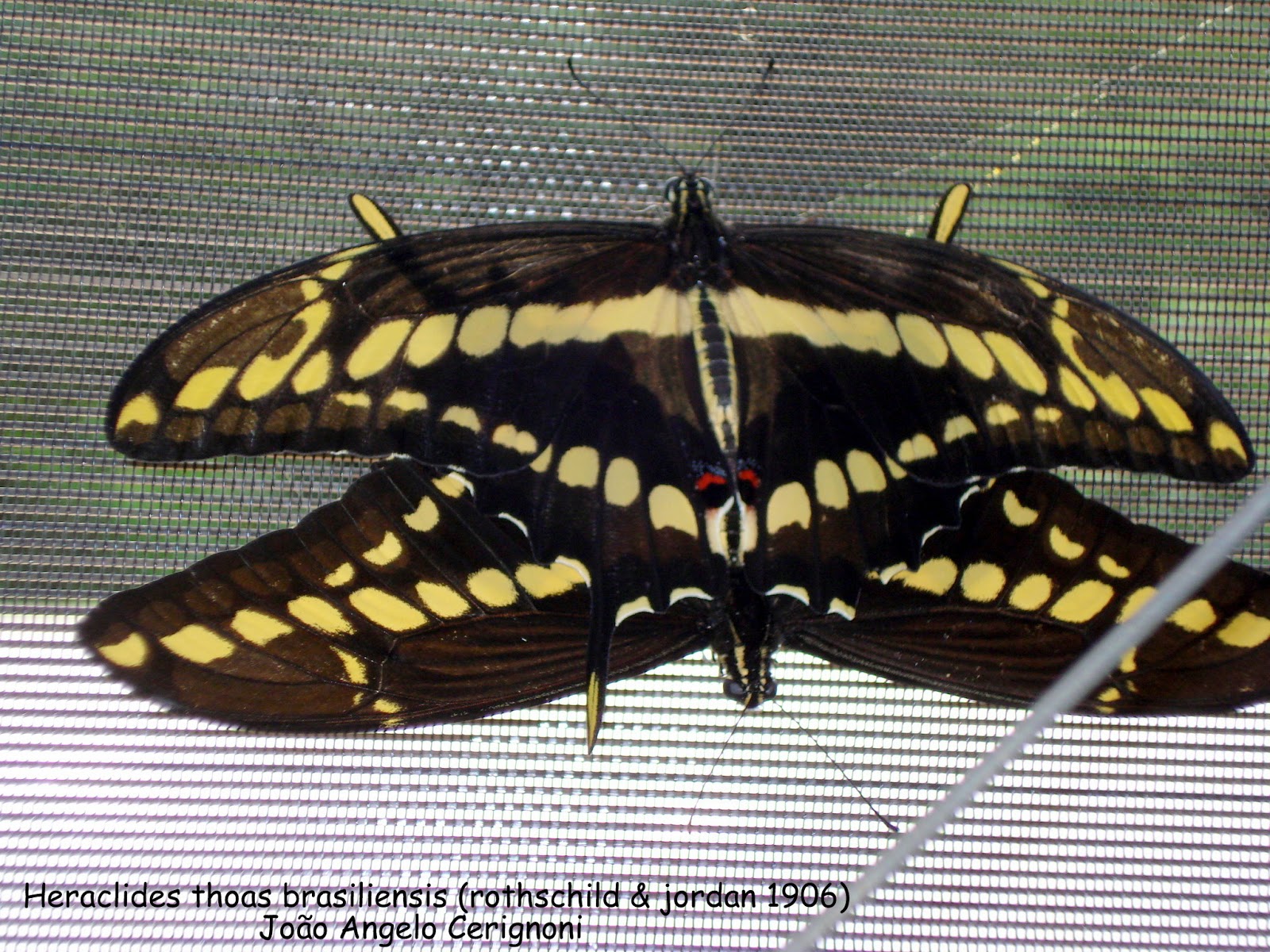 Borboletário: Heraclides thoas brasiliensis (rothschild & jordan 1906)