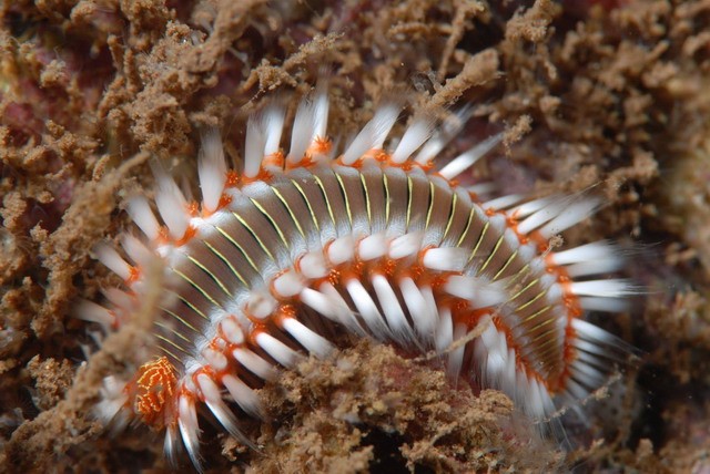 .: Vermes Segmentados - Filo Annelida