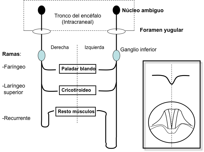 Voz Saludable: Estructura de la Laringe