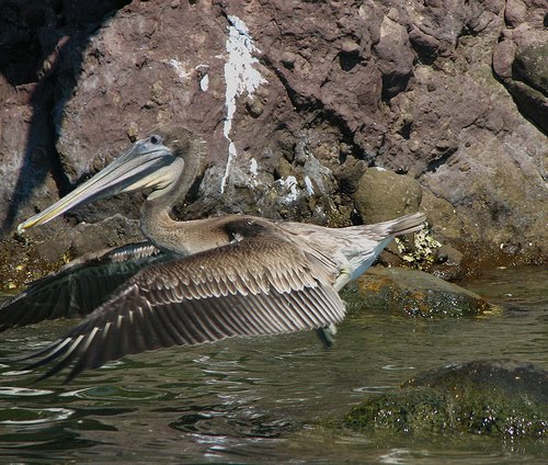 La Historia De Sinaloa: Fauna De Sinaloa