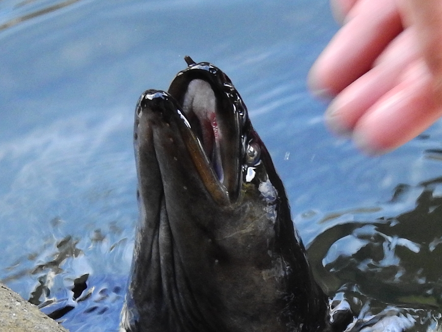 photographing New Zealand: Eely eels