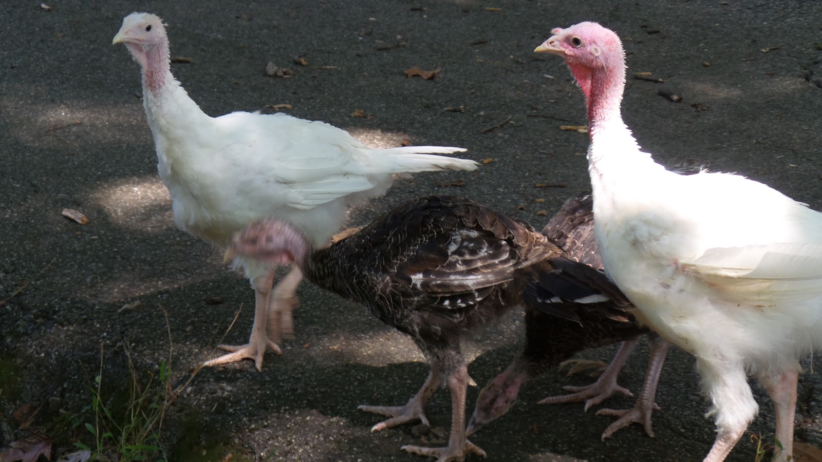 Freestyle Homemaking: Farm Fresh: Turkeys on the Loose