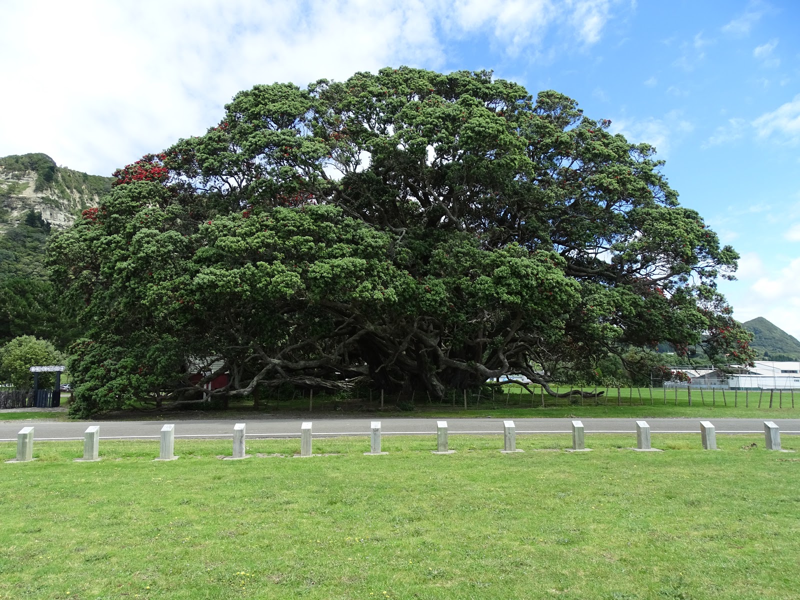 over the hill: The Giant Pohutukawa Tree