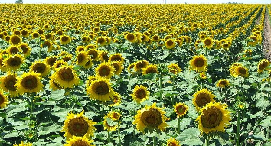 Awakenings: See the USA!