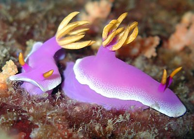 getStunned: World’s Top 10 Most Amazing Sea Slugs
