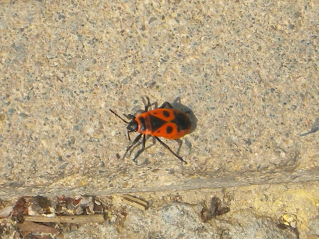 La senda del naturalista: Chinche Roja o de las malvas.