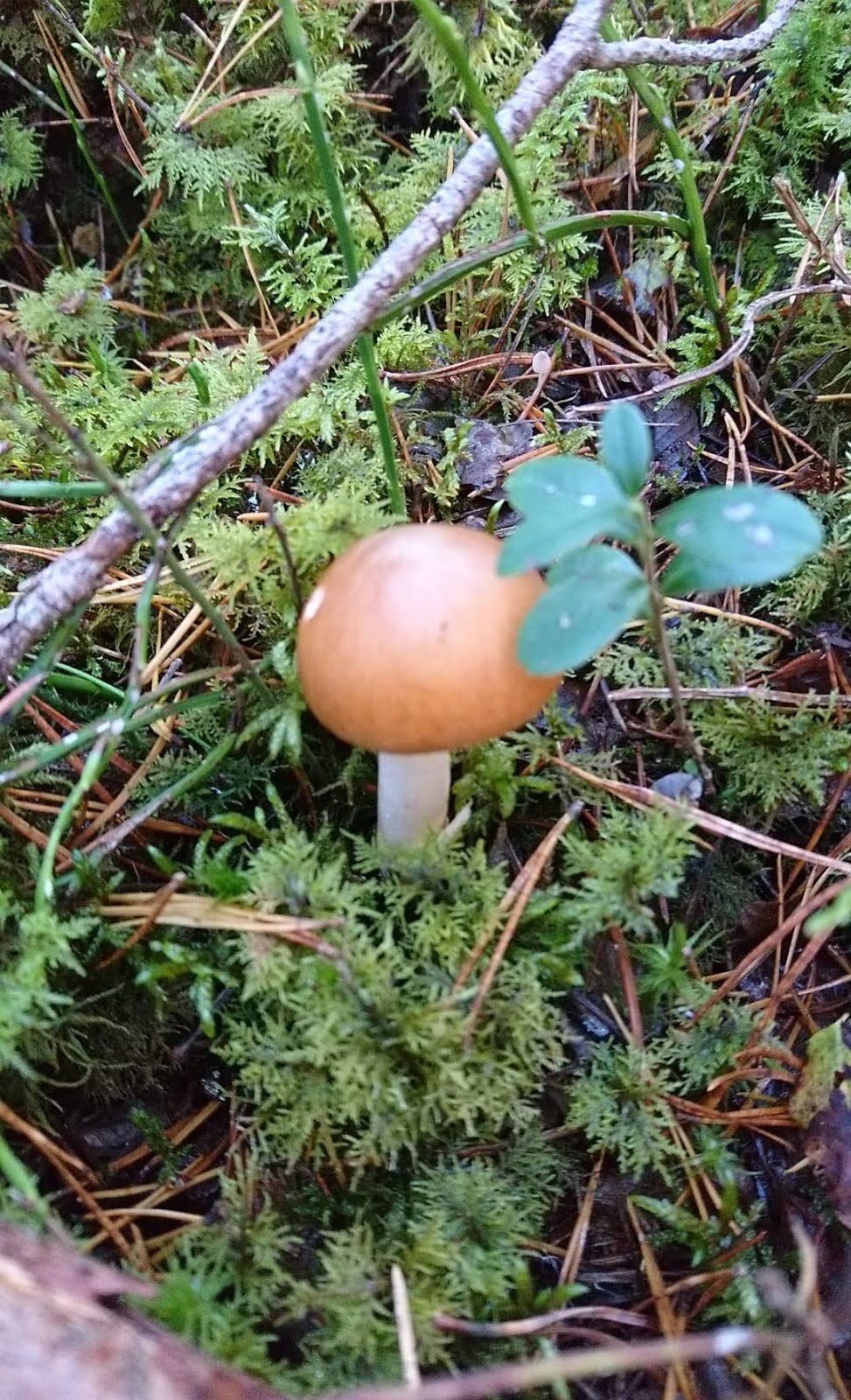 päikesetoit: Päikesega metsas - seened oktoobris.