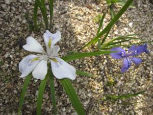 World of Irises: August 2013