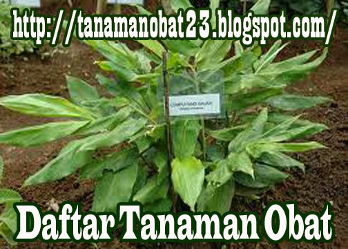 Tanaman Obat Lempuyang Gajah (Zingiber zerumbet (L.) J. E. Smith)