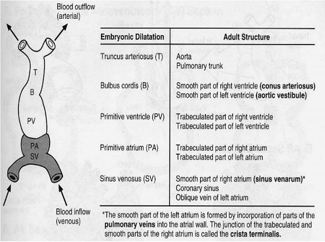 MBBS Medicine (Humanity First): Cardiovascular Embryology