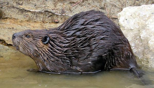 El castor, buen ingeniero - Animales