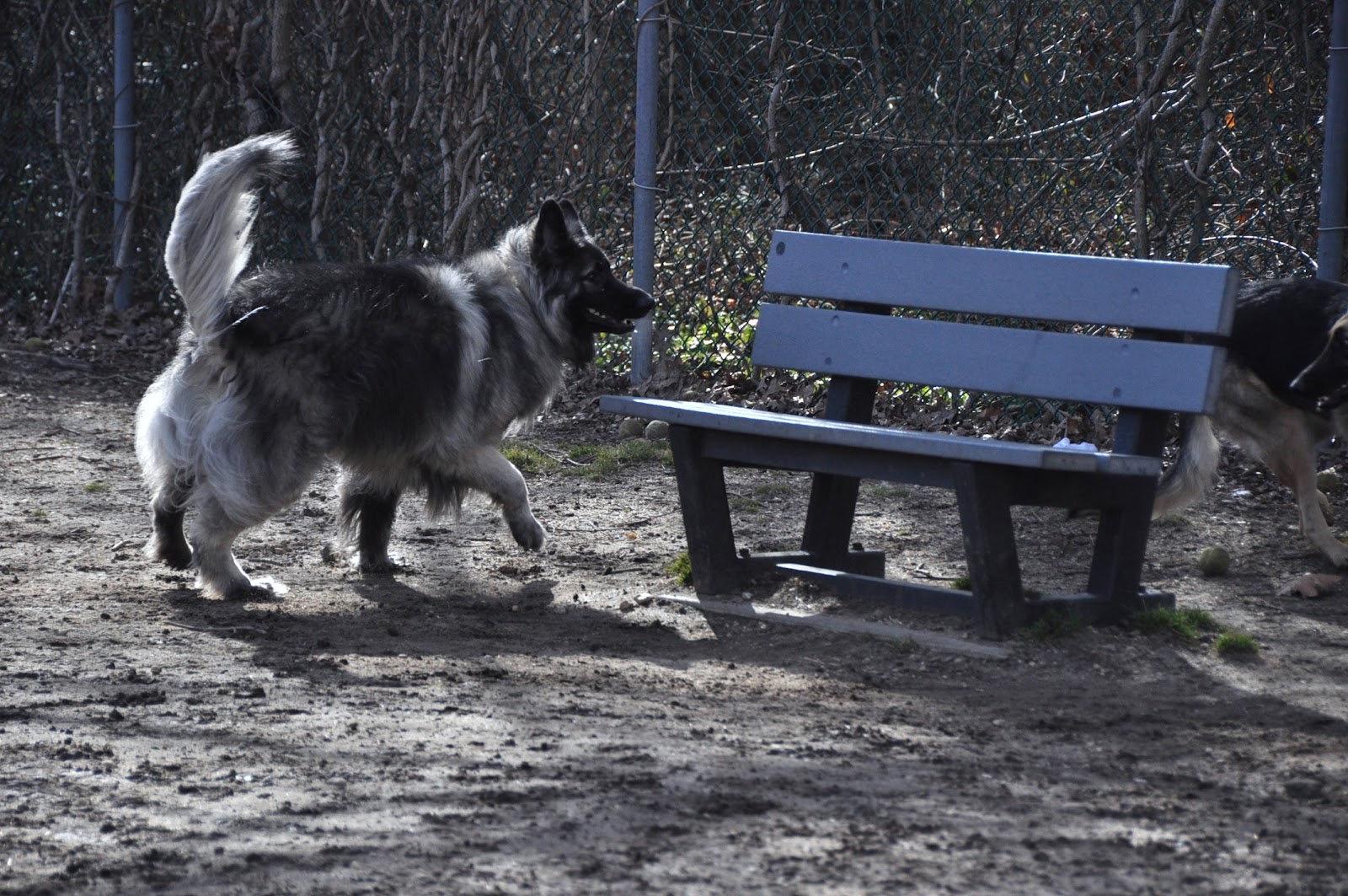 Cooper's Shiloh Shepherd Blog