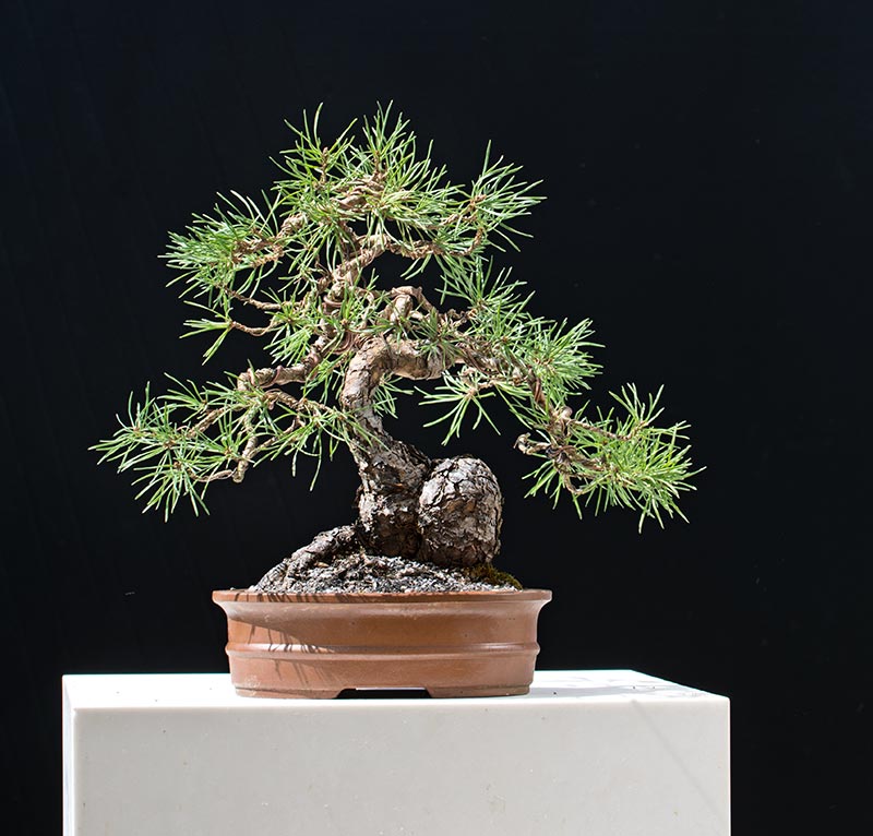 Walter Pall Bonsai Adventures: Scots pine shohin