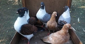 Cara Sukses Beternak Merpati Hias - taugitu.com