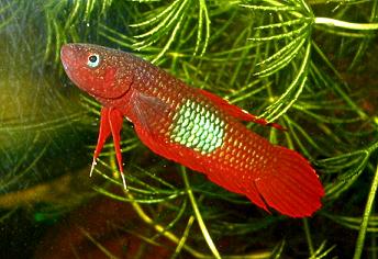 Brown's Betta - Betta brownorum ~ Nice Betta