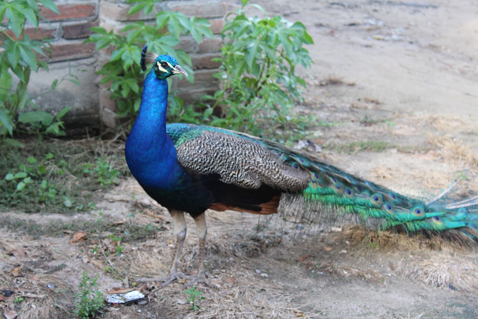 Hasta Pronto!: Mi guerra contra las cucarachas!