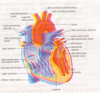 Knowledge Class: The Heart