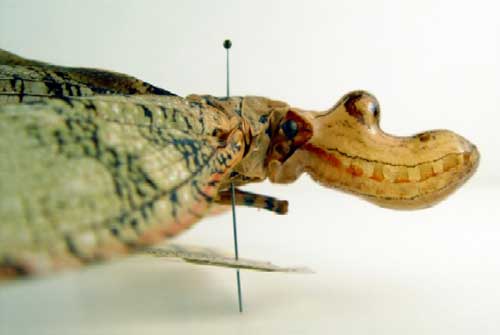 EN DONDE EL SEXO SE VUELVE OBLIGATORIO!!!: LA MACHACA