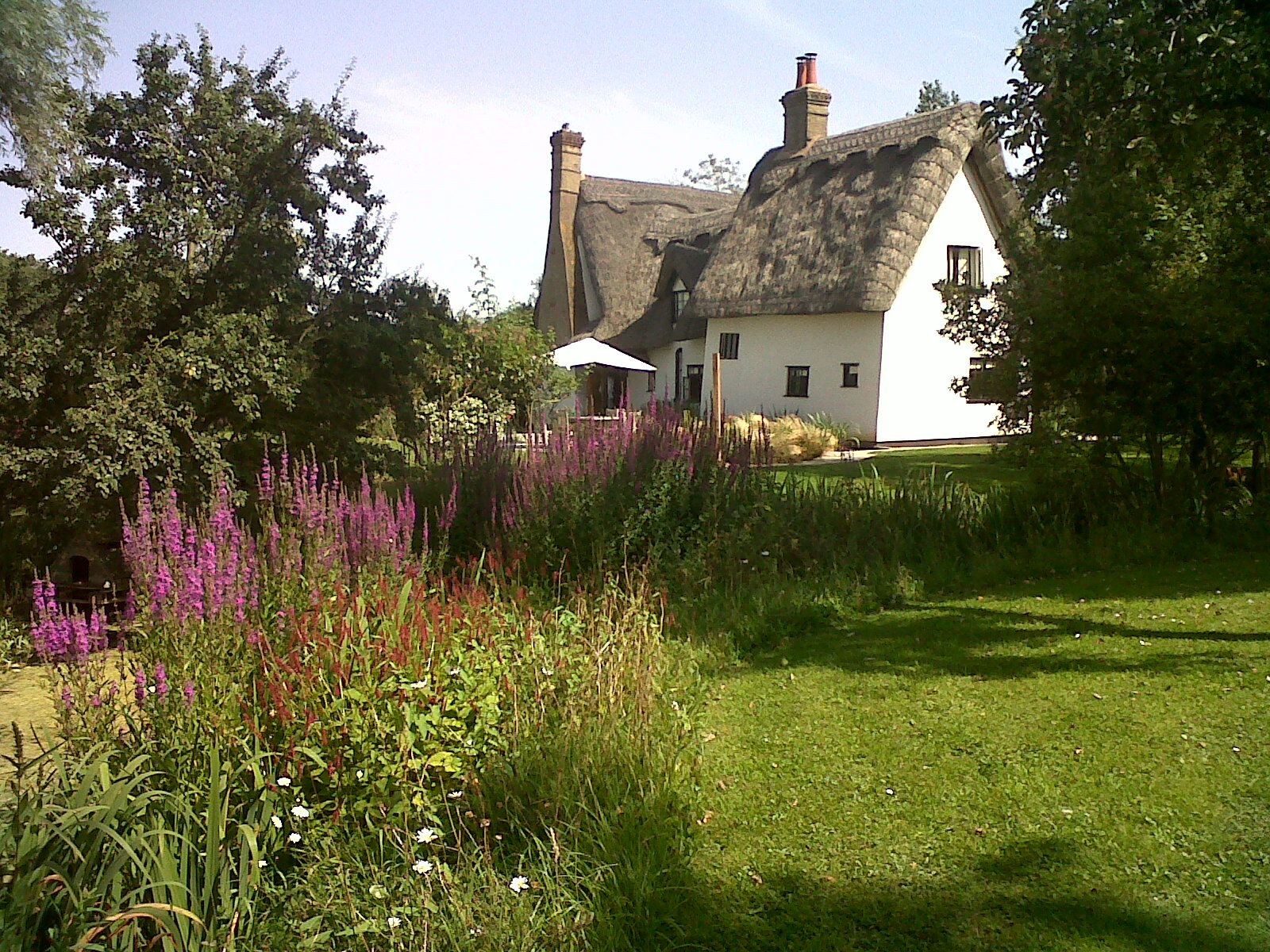 Eric's Online Diary: Save the Suffolk newts