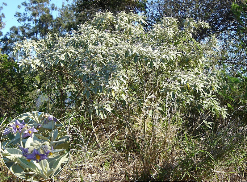 Argentina nativa: Fumo bravo (Solanum granulosum-leprosum)