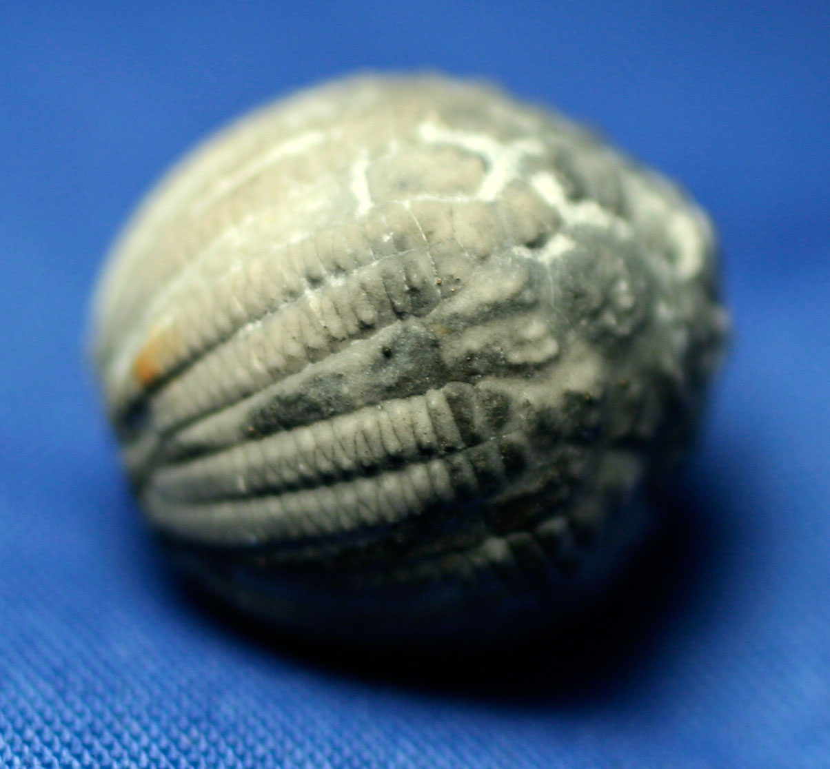 Louisville Fossils and Beyond: Eucalyptocrinus elrodi Crinoid Calyx Fossil